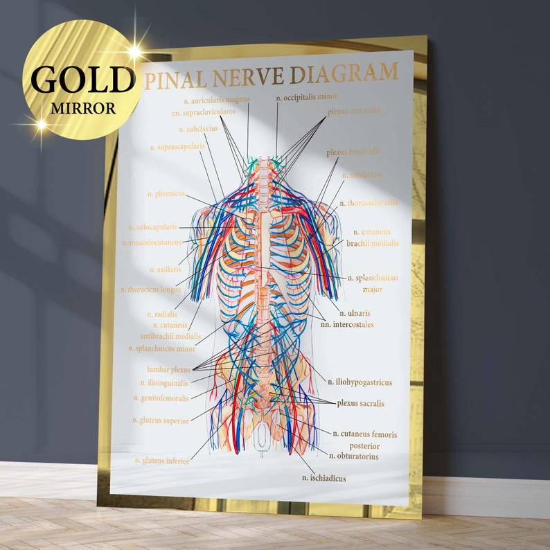Spinal Nerve Poster Anatomy Art Nervous System Neurology Art Spinal ...