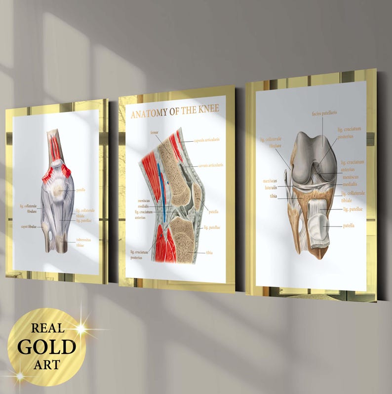3 Knee Anatomy Posters Knee Joint Chart Medical Desk Sign Leg Bones ...