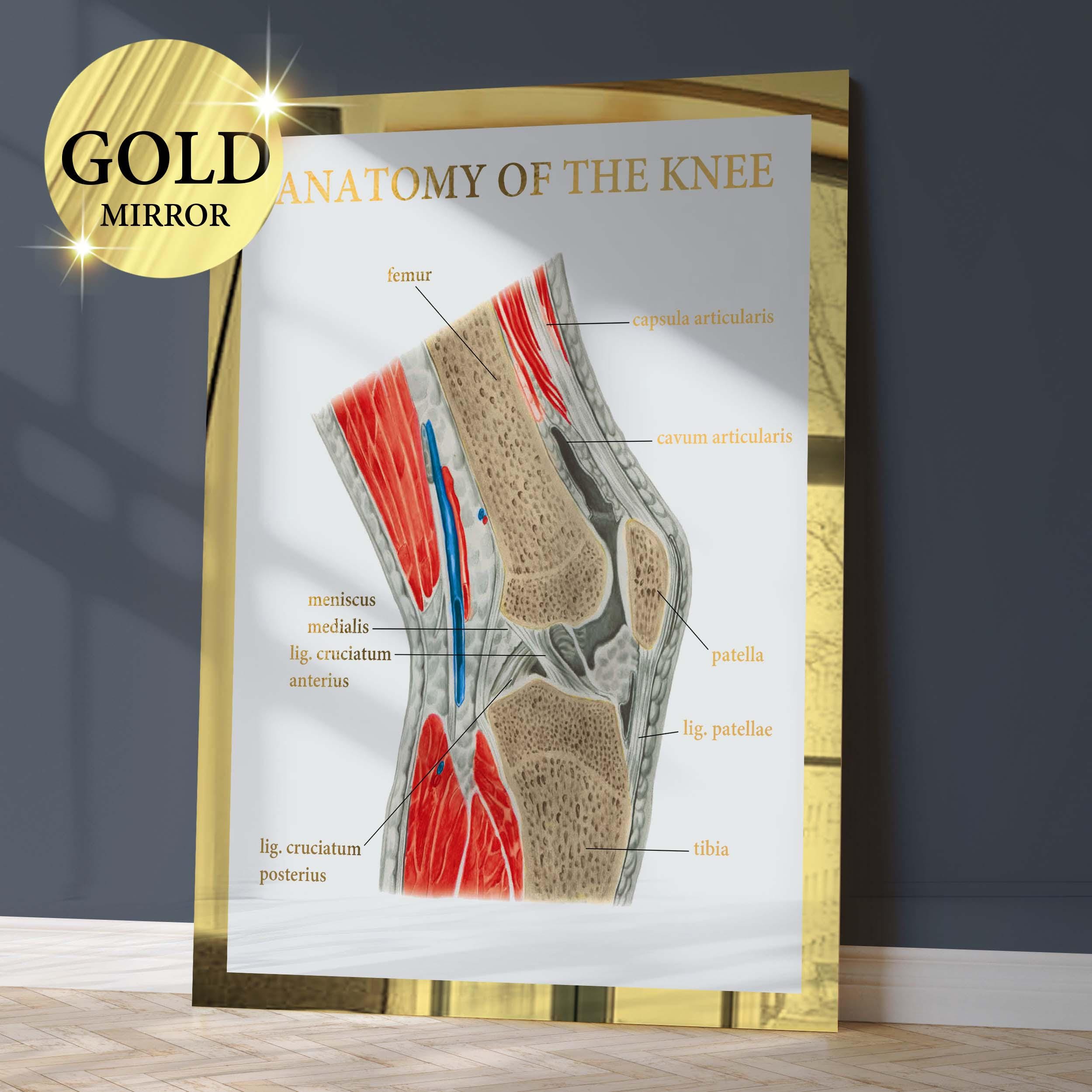 Knee Anatomy Poster Knee Joint Diagram Orthopedics Art Medical Art ...