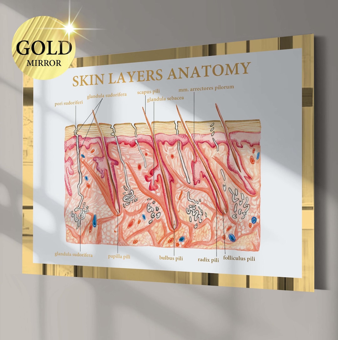 Human Skin Anatomy Poster Skin Layers Diagram Dermatology Art Histology ...