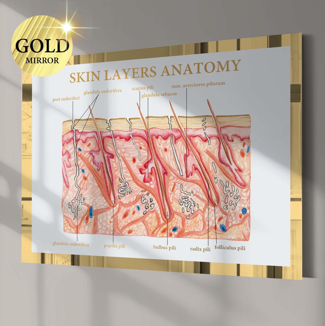 Human Skin Anatomy Poster Skin Layers Diagram Dermatology Art Histology ...
