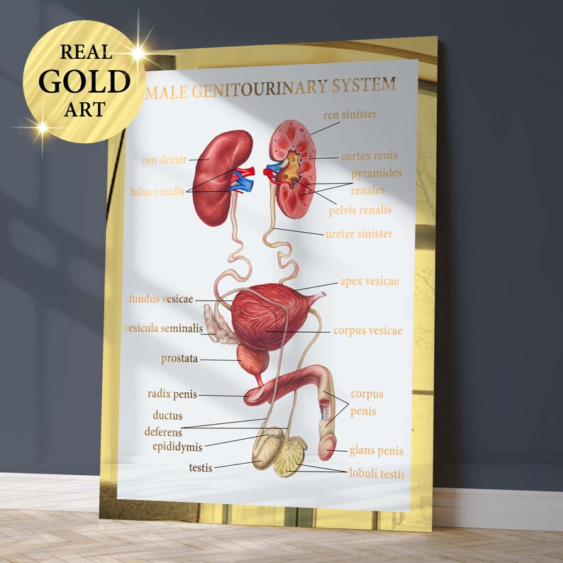 2 Comparative Anatomy Posters Female and Male Urinary System ...