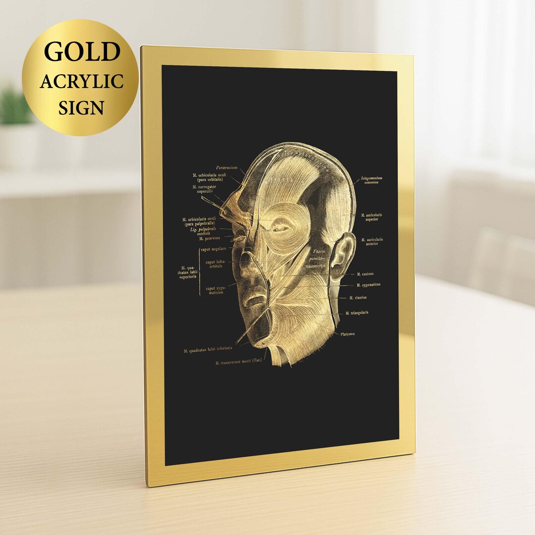 Gold Face Anatomy Desk Chart Facial Muscles Diagram Facial Treatment ...