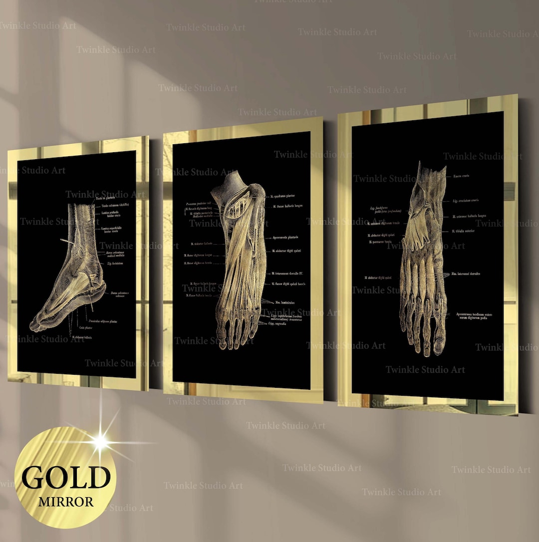 3 Gold Foot Anatomy Posters Foot Muscles Diagram Podology Art Medical ...
