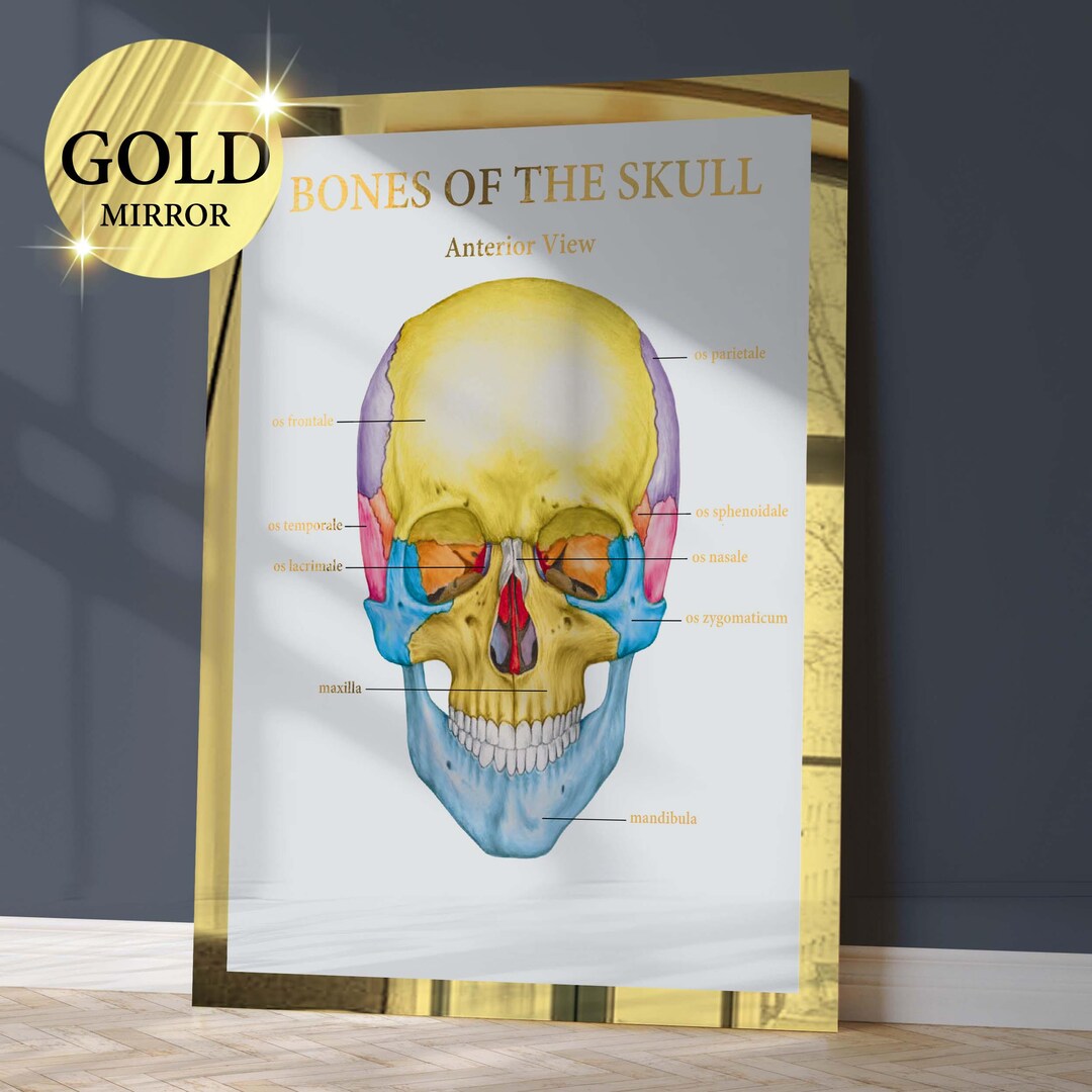 Human Skull Anatomy Poster Skull Bones Diagram Skull Anterior View Art ...