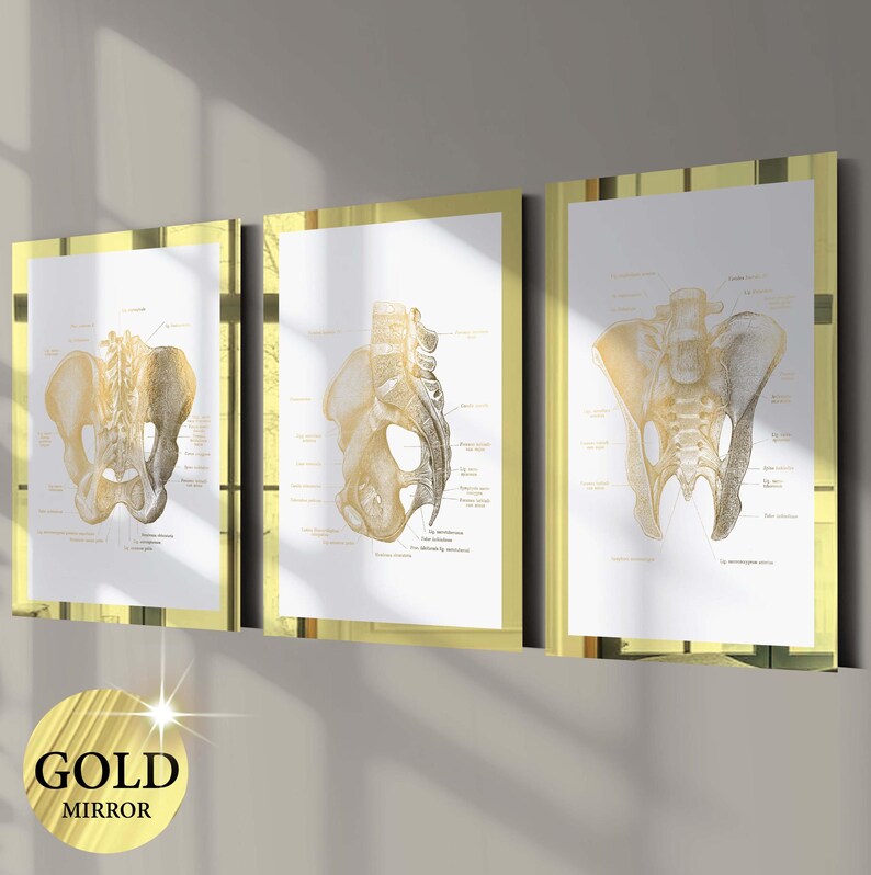 3 Gold Pelvis Anatomy Posters Pelvic Girdle Art Medical Art Scientific ...