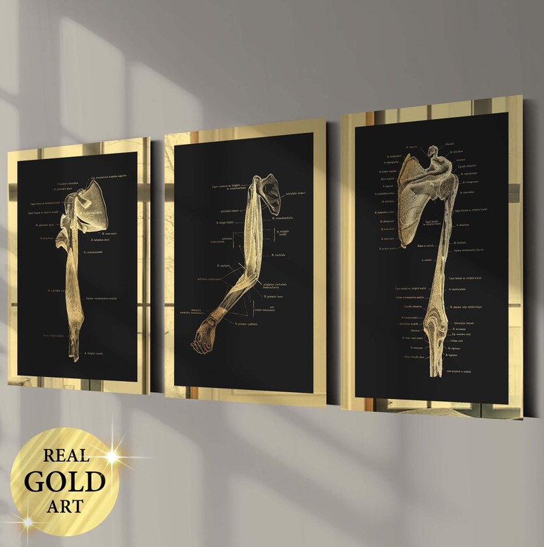 Set 3 Arm Anatomy Posters Hand Diagram Elbow Chart Shoulder Medical Art ...