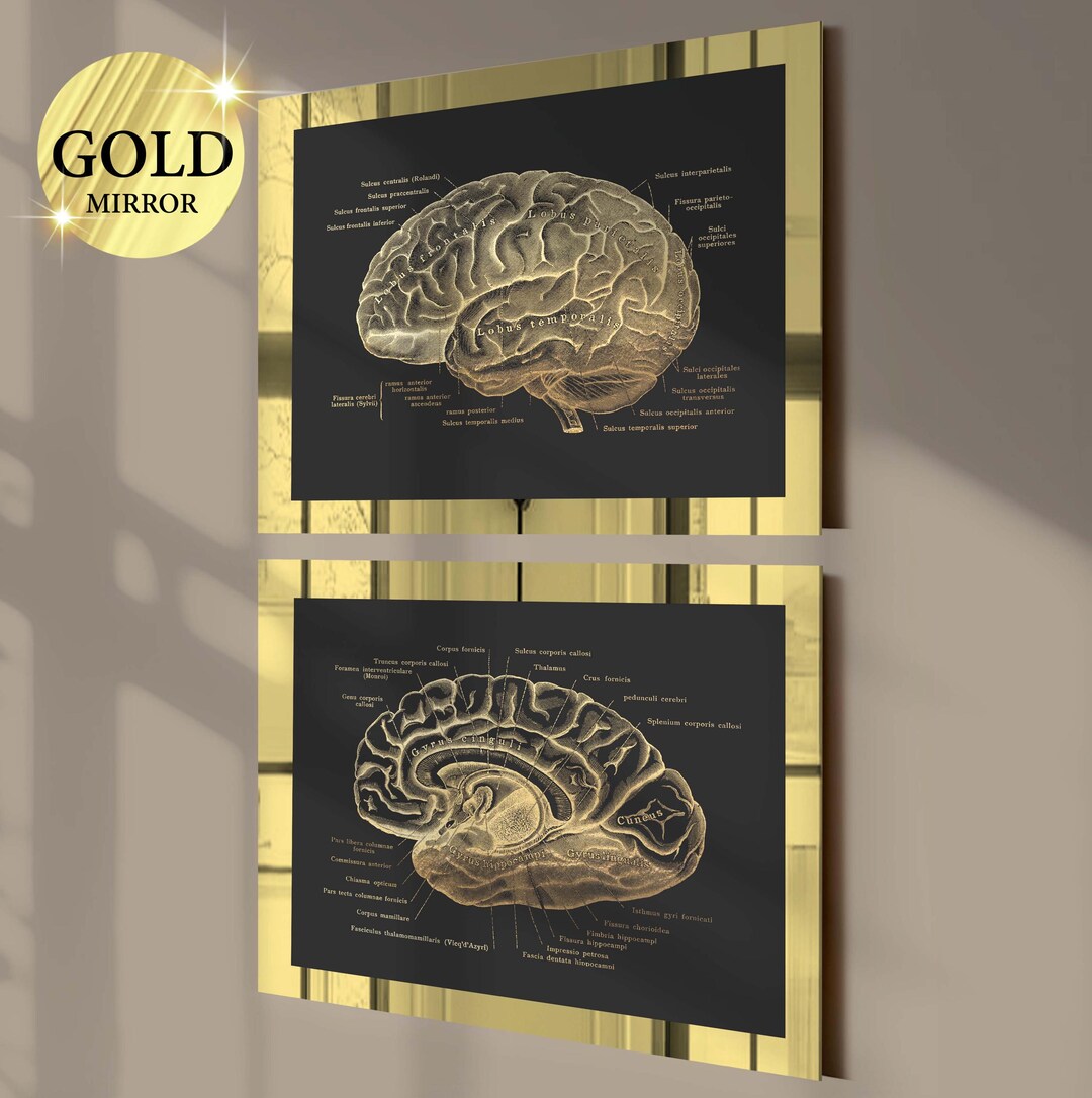 2 Gold Brain Anatomy Posters Brain Cross Section Labeled Sagittal ...