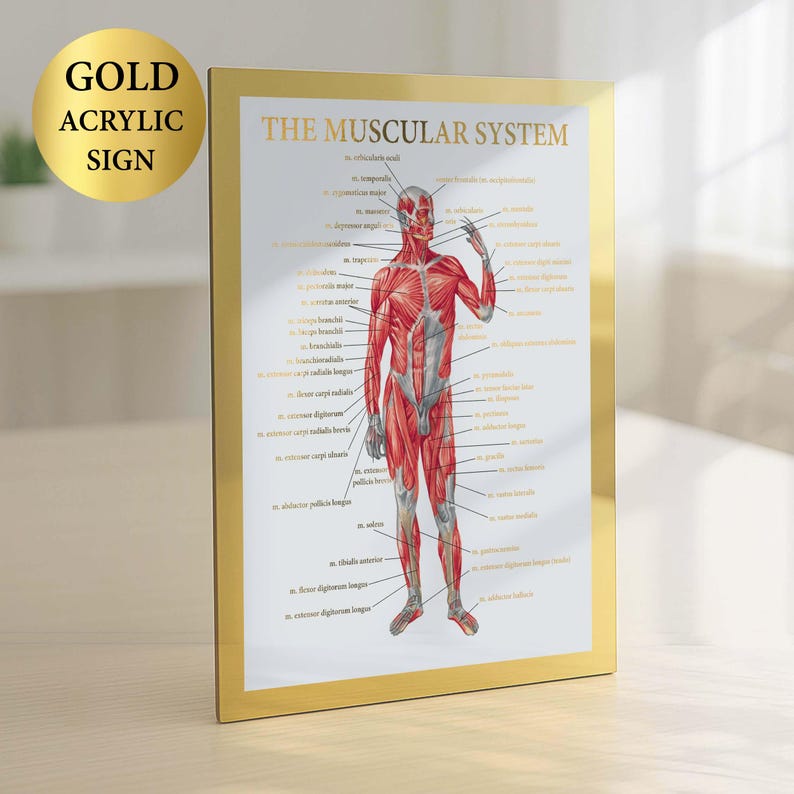 Human Anatomy Chart Labeled Muscles Diagram Muscular System Sign ...