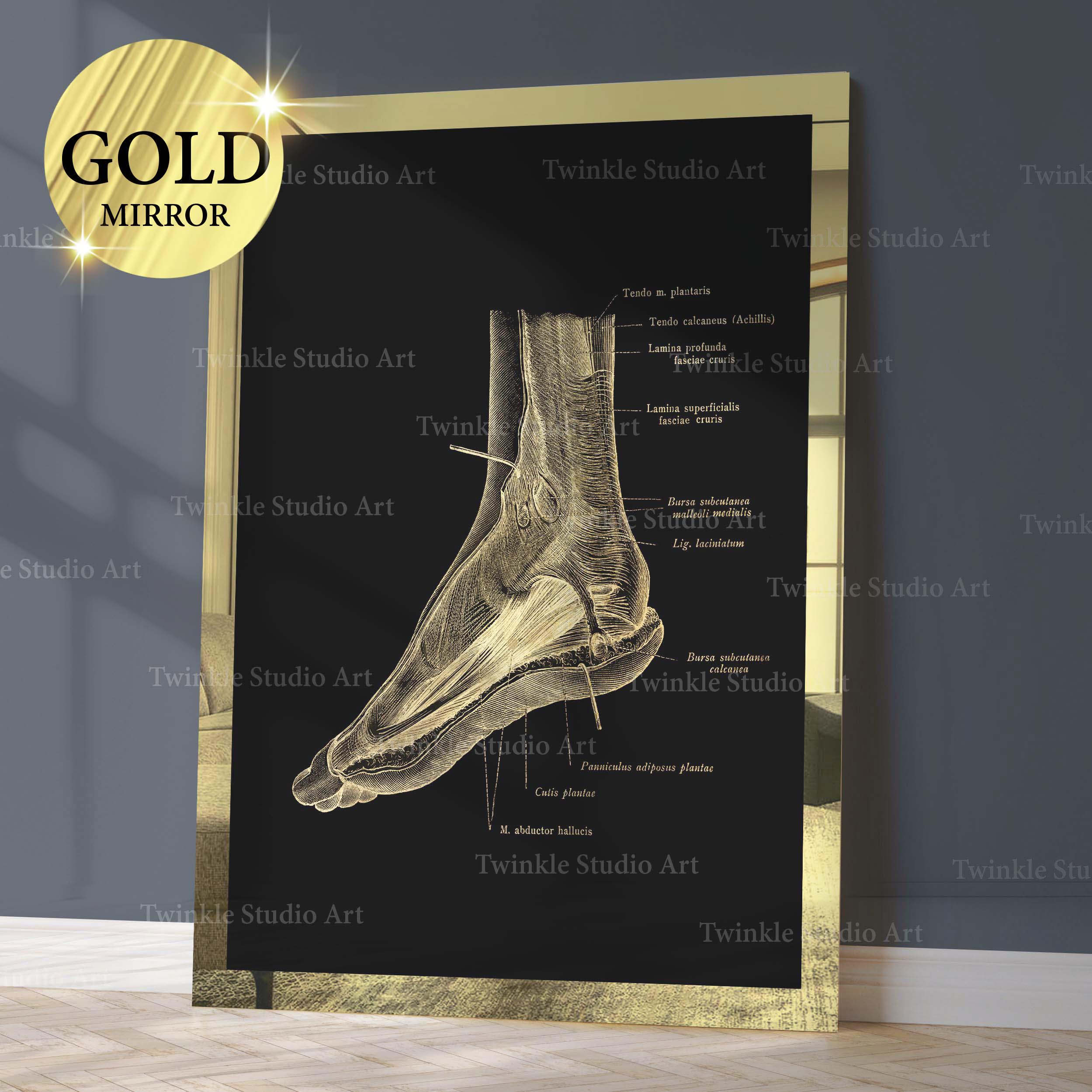 3 Gold Foot Anatomy Posters Foot Muscles Diagram Podology Art Medical ...