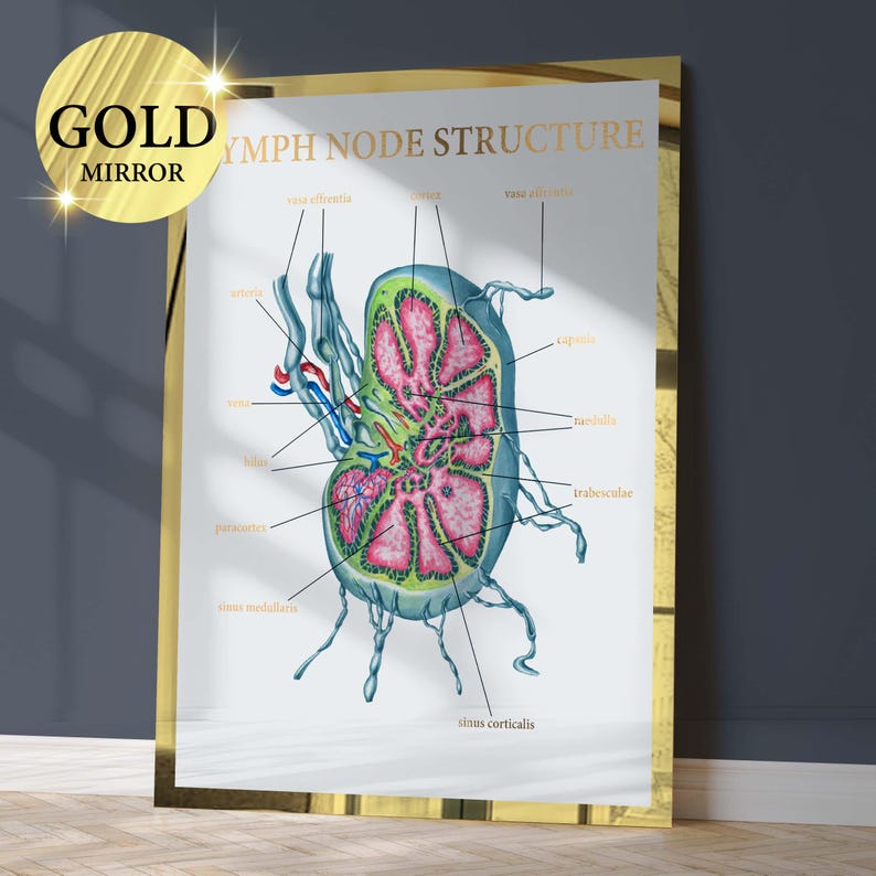 Lymph Node Structure Poster Anatomy Art Lymphatic System Medical Art ...