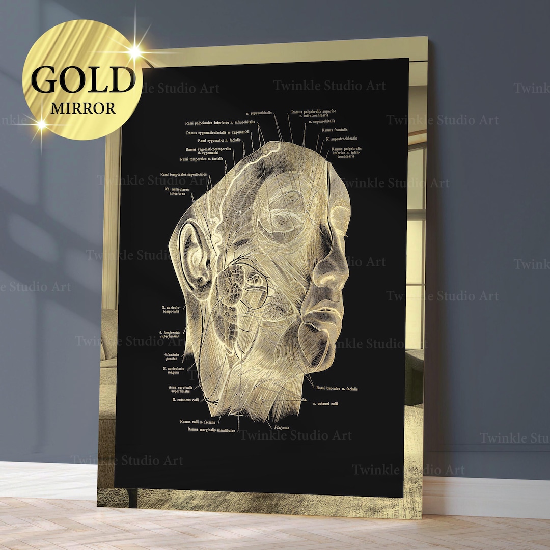 Facial Anatomy Art Face Muscles Nerves Arteries Diagram Facial ...