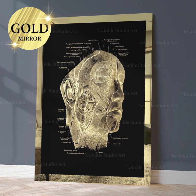 Facial Anatomy Art Face Muscles Nerves Arteries Diagram Facial ...