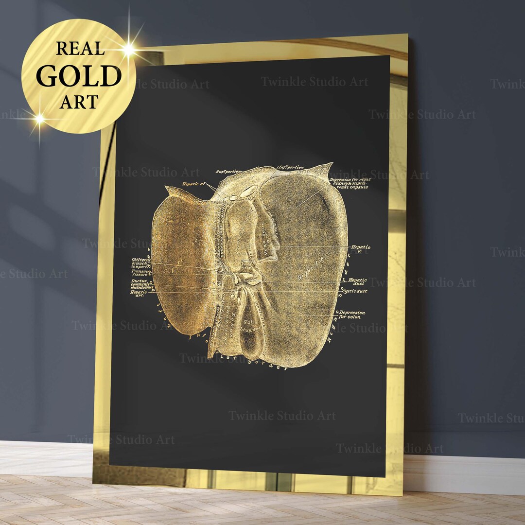 Gold Liver Anatomy Poster Internal Organ Art Nephrology Art Surgery Art ...