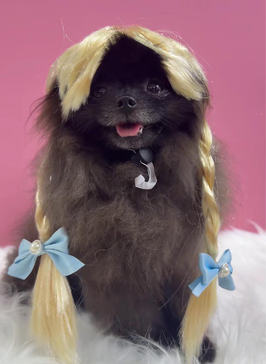Golden Double Braids Pet Wig/ Wig for Dogs and Cats/luxury Gift Boxing ...