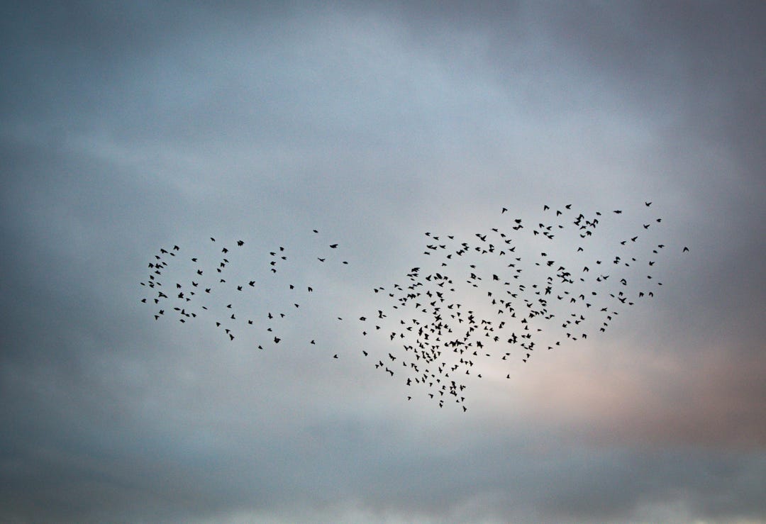 Heart Shaped Birds Flying Photo Photography Sunset - Etsy