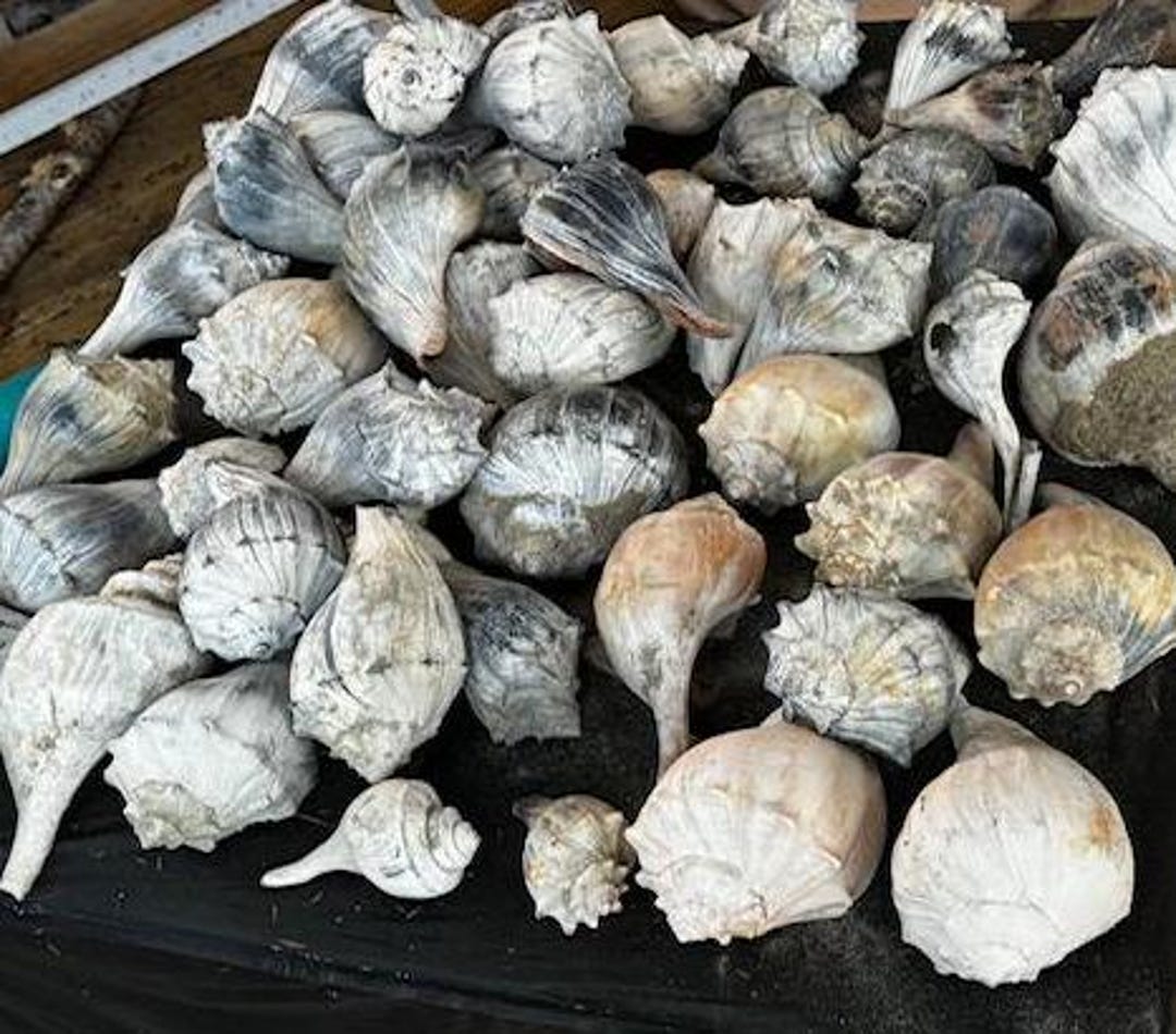 Shells, Welk Shells, Chincoteague Shells - Etsy