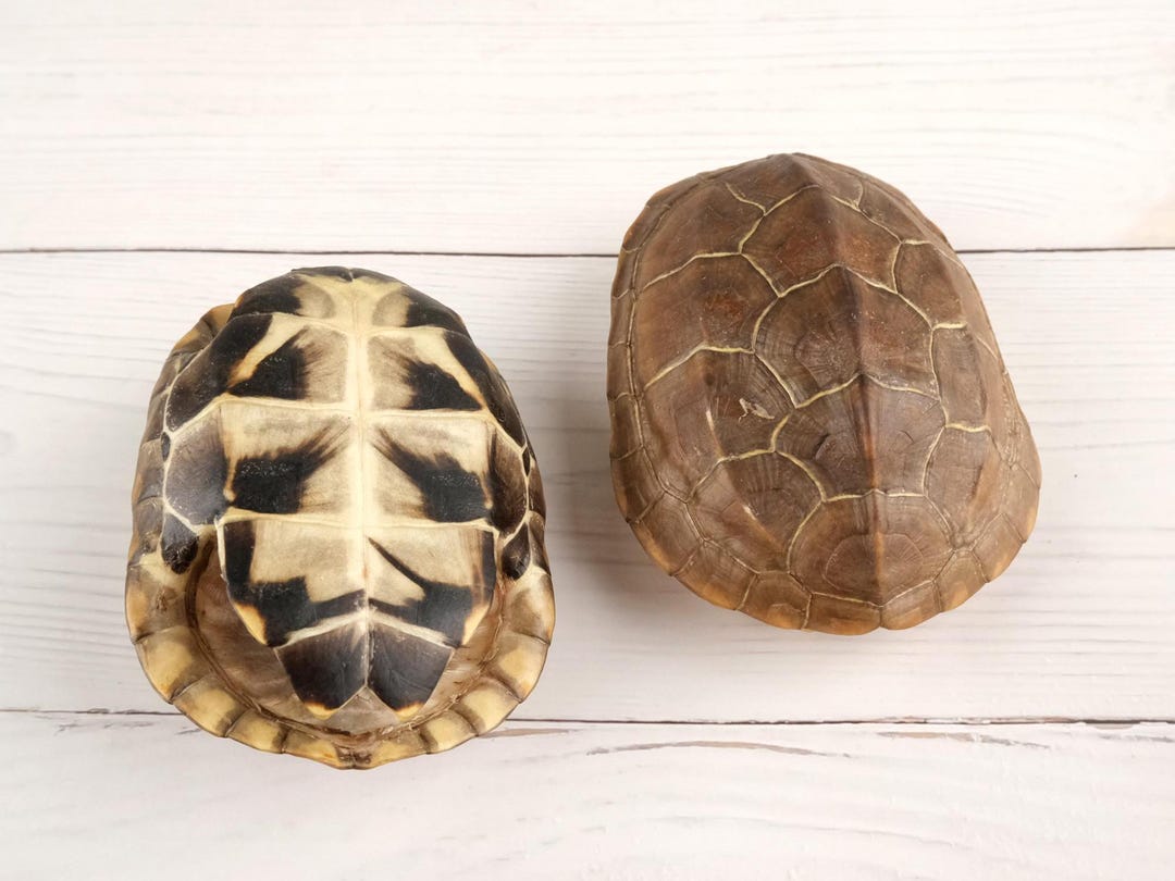 Real Turtle Shell Bone Specimens Fortune-telling Wizard Performance ...