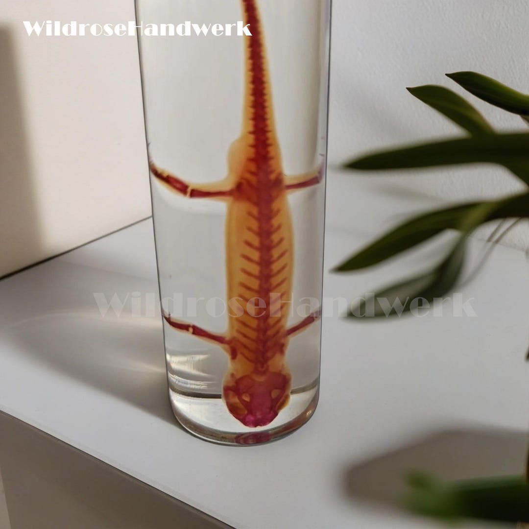 Diaphonized Lizard Wet Specimen in Tube, Oddities Skeleton, Gothic ...