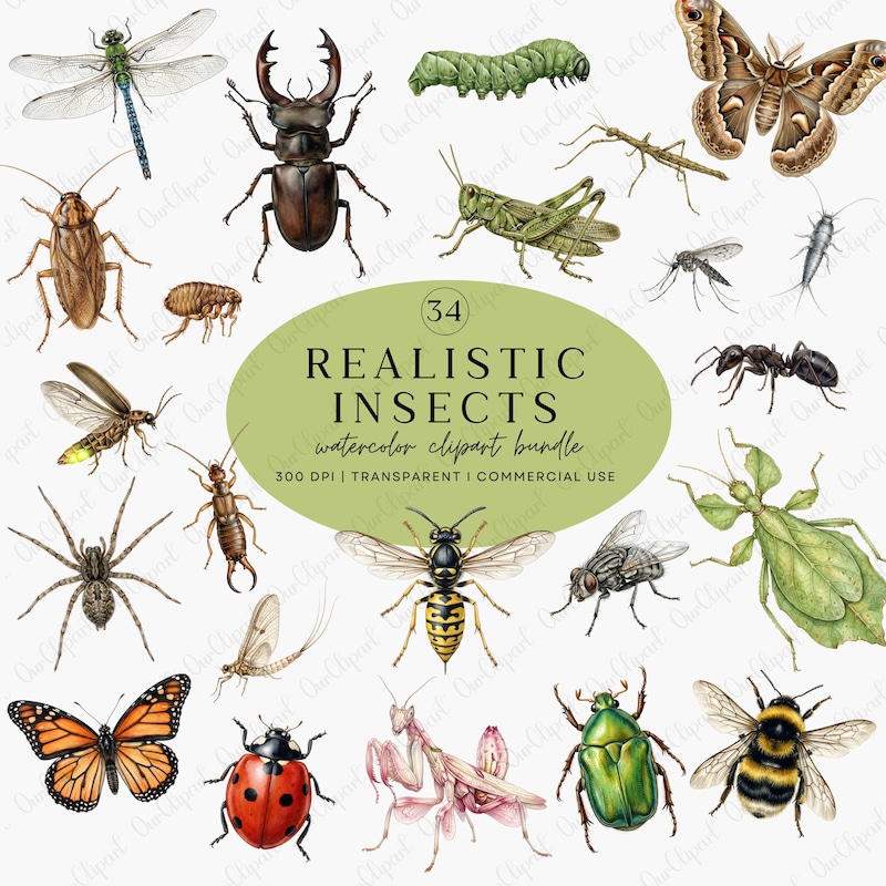 Beetle Art - Etsy UK