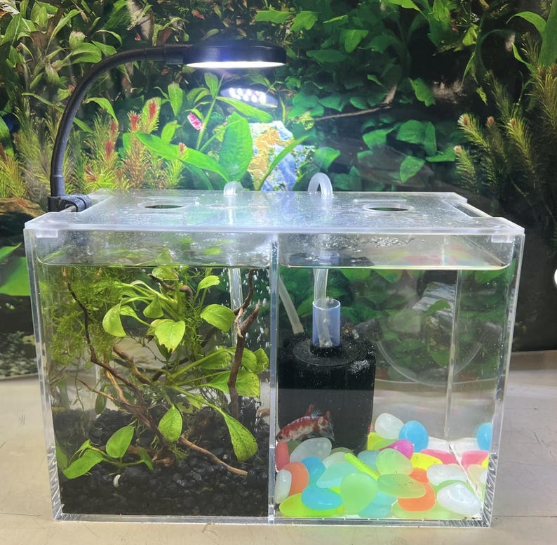 Small Dual-compartment Fish Tank + Mix Color Glow Rocks + One Bonus ...