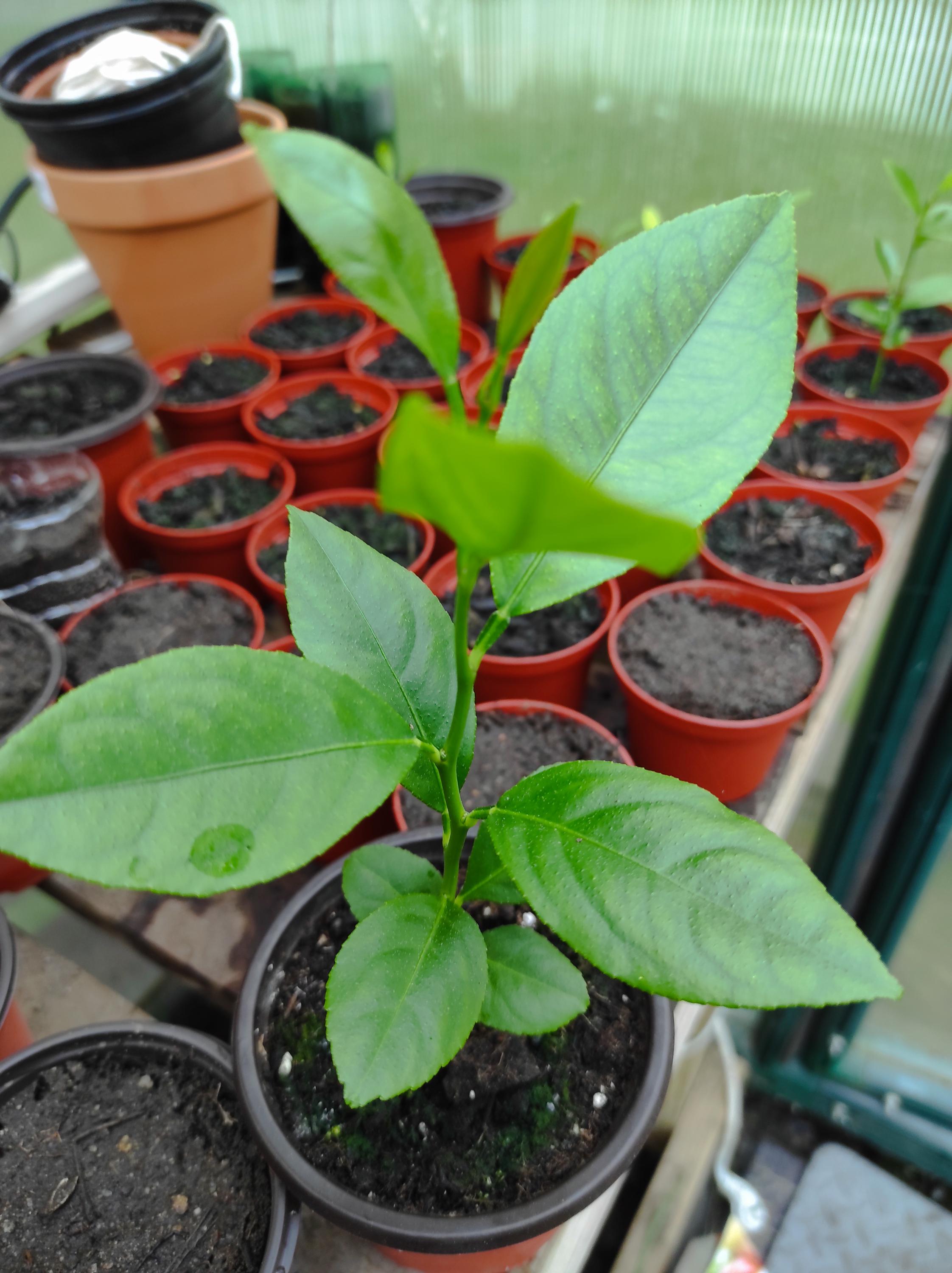 Lemon Tree Seedling 6" to 8" Made by Me From Organic Seeds. - Etsy