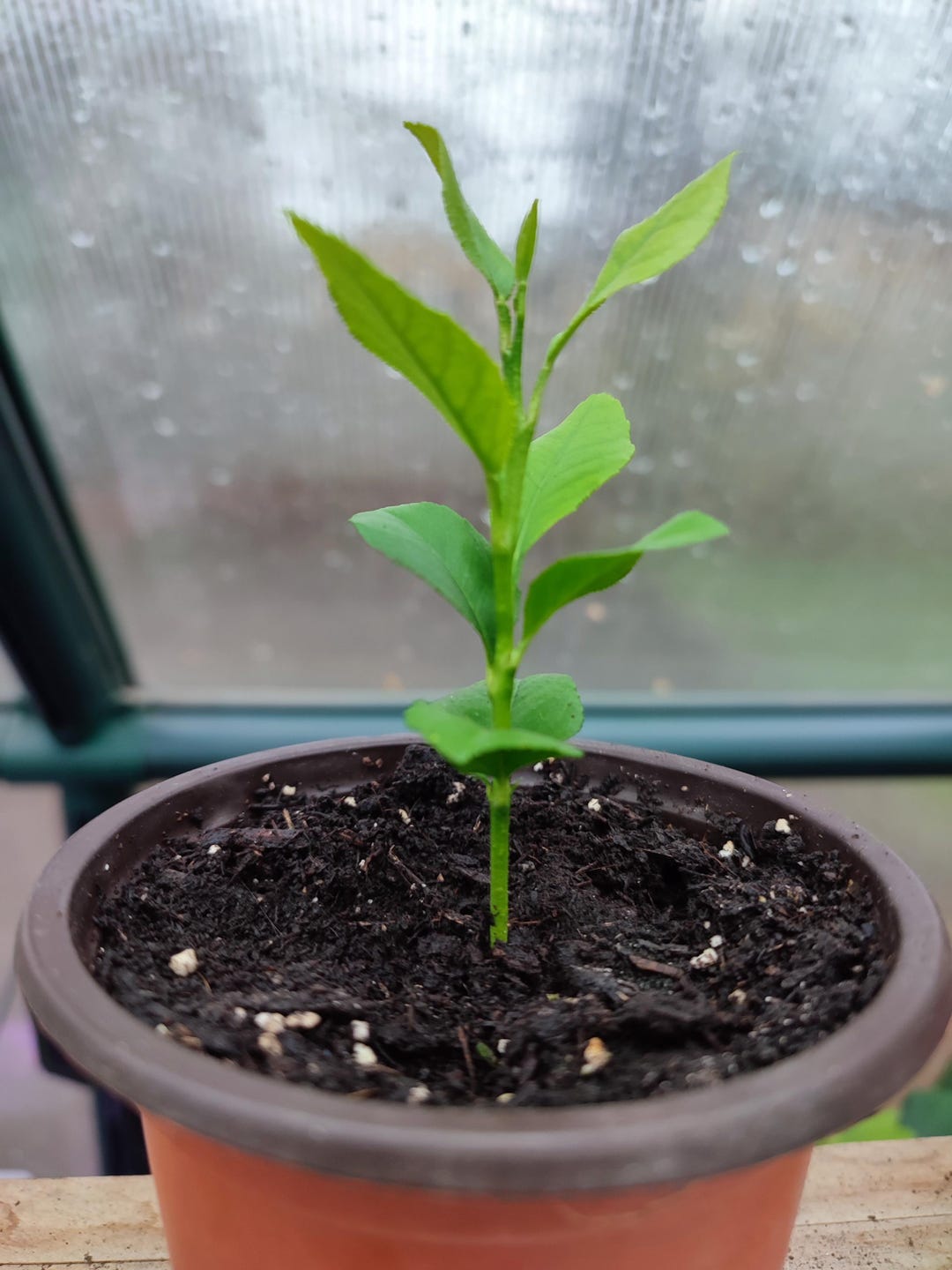 Organic Citrus Tree Seedling: Lemon, Lime, Orange, or Blood Orange - Etsy