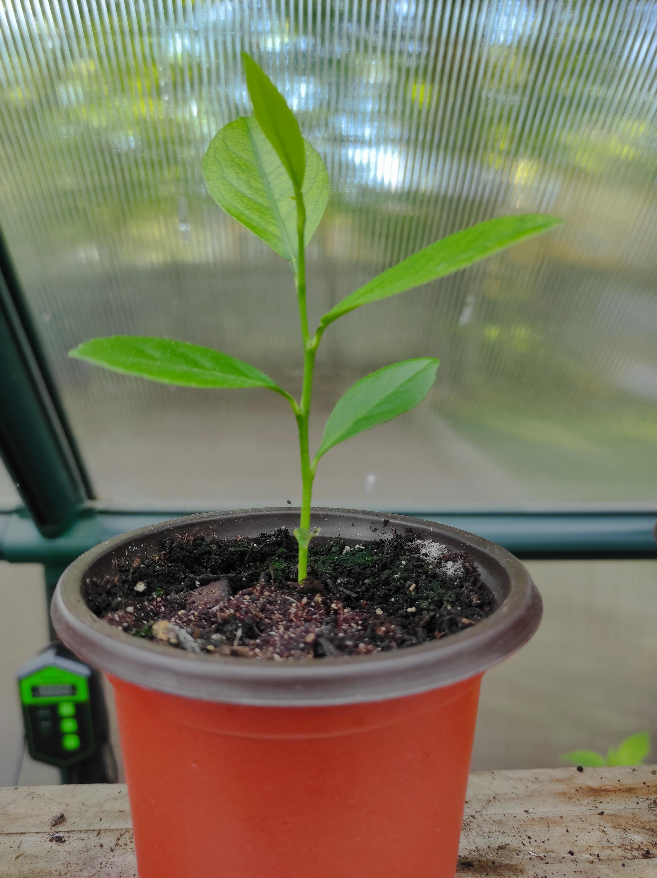 Lemon Tree Seedling 6" to 8" Made by Me From Organic Seeds. - Etsy