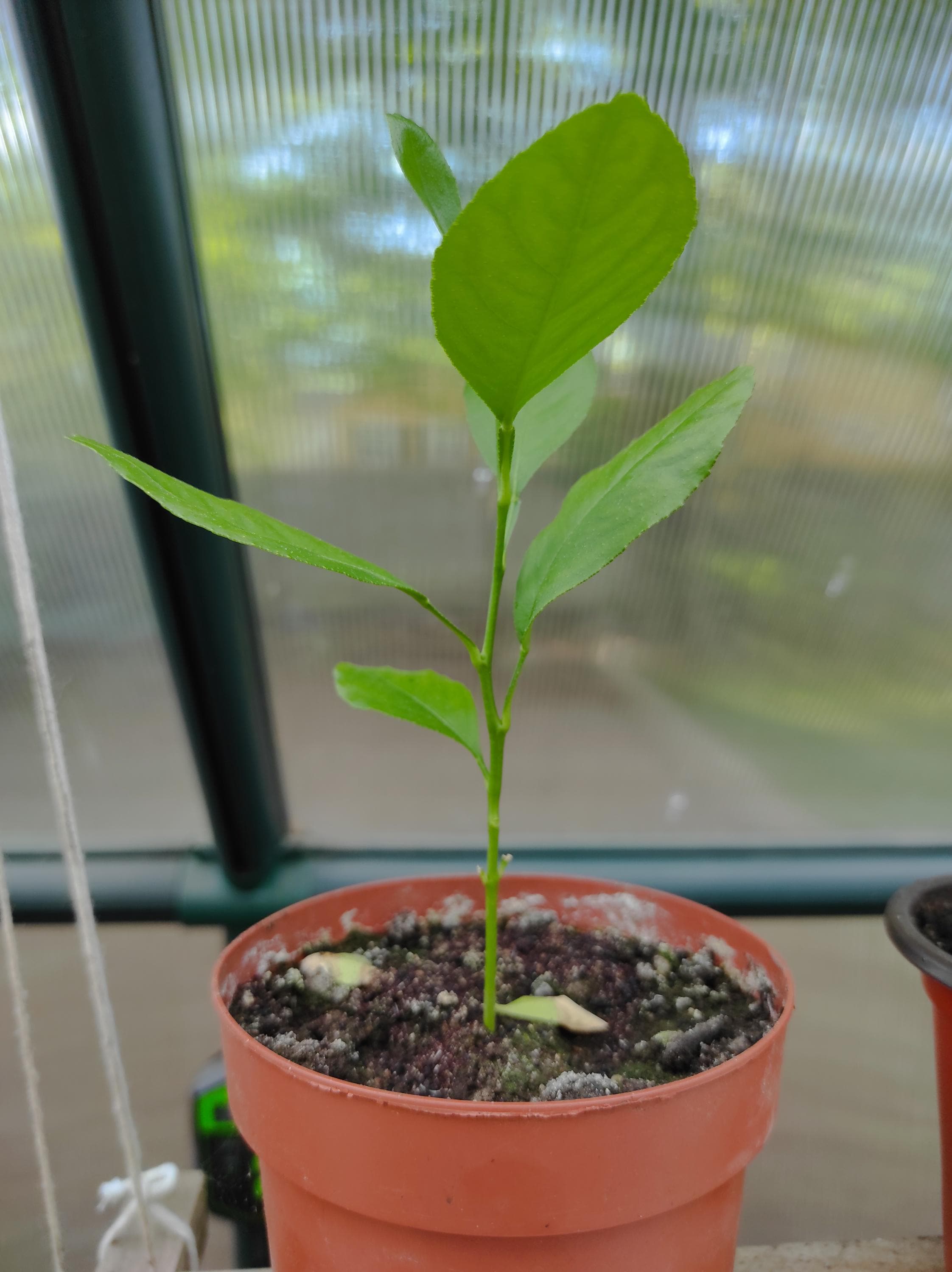 Lemon Tree Seedling 6" to 8" Made by Me From Organic Seeds. - Etsy