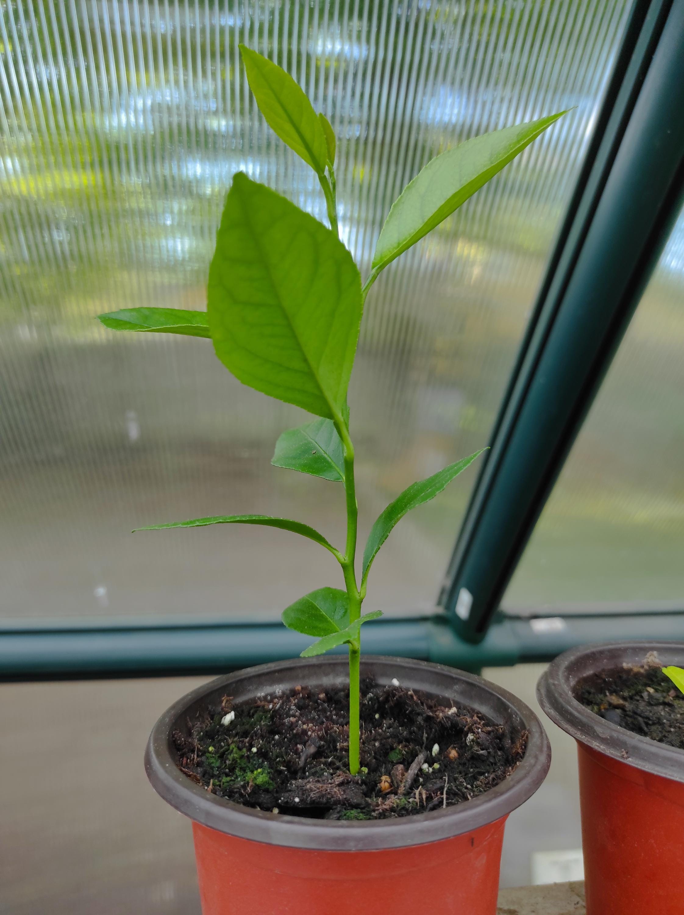 Lemon Tree Seedling 6" to 8" Made by Me From Organic Seeds. - Etsy