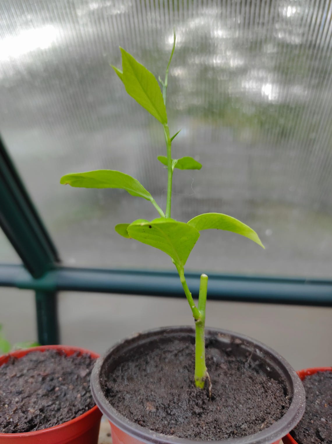 Lemon Tree Seedling 6" to 8" Made by Me From Organic Seeds. - Etsy