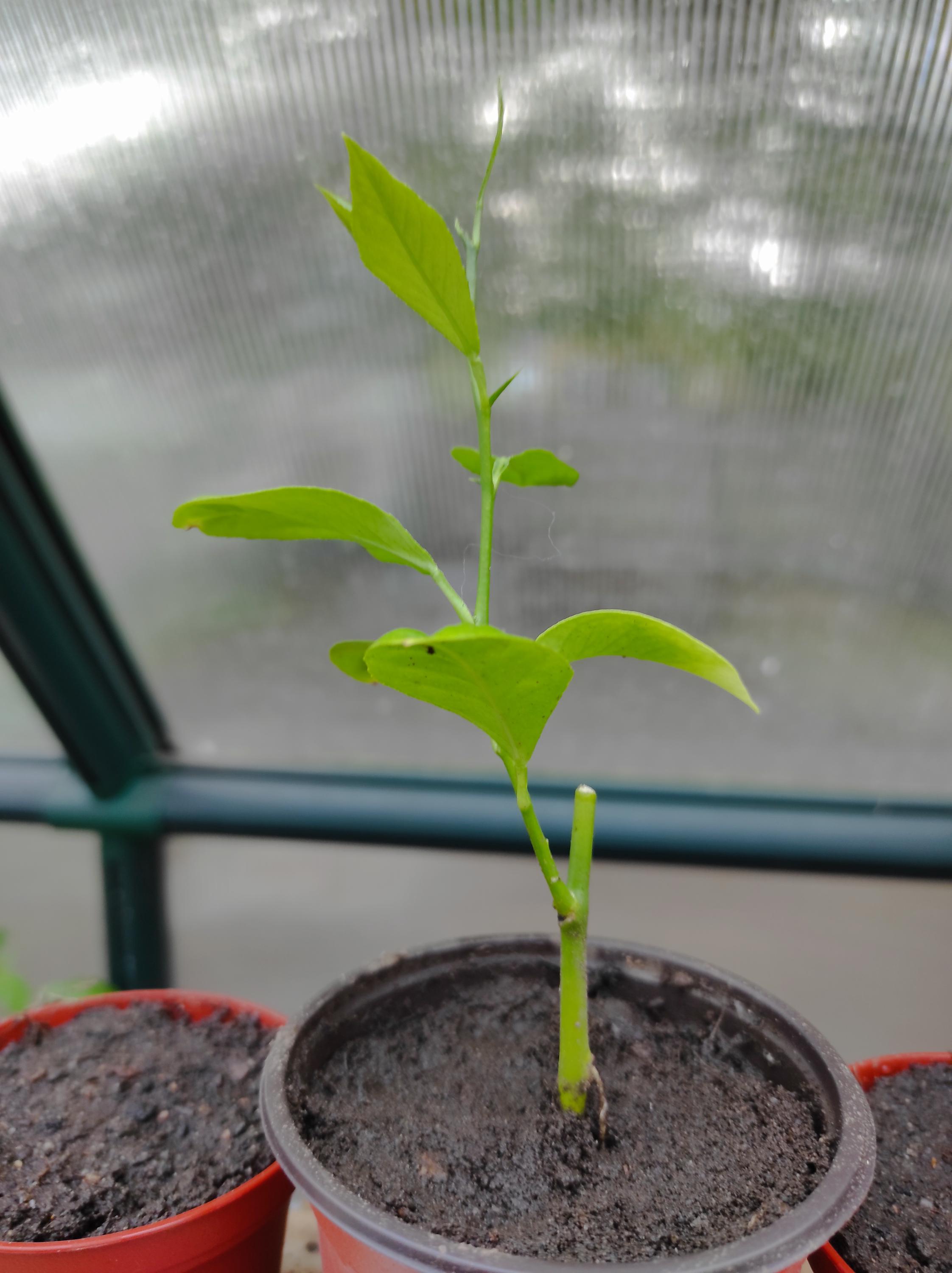 Lemon Tree Seedling 6" to 8" Made by Me From Organic Seeds. - Etsy