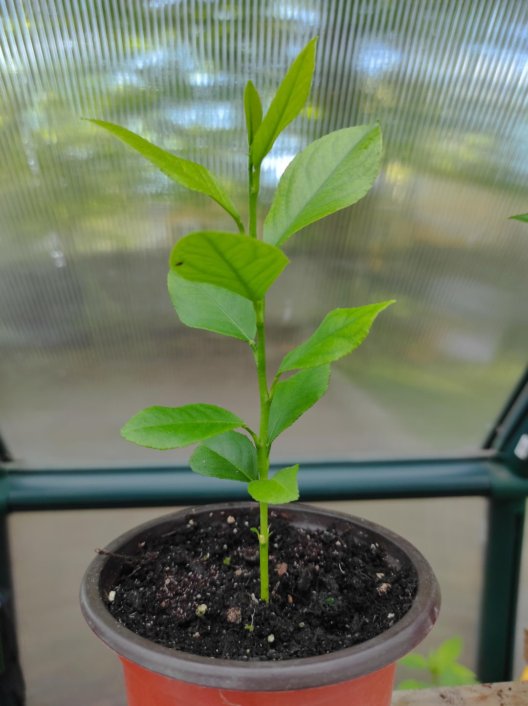Lemon Tree Seedling 6" to 8" Made by Me From Organic Seeds. - Etsy