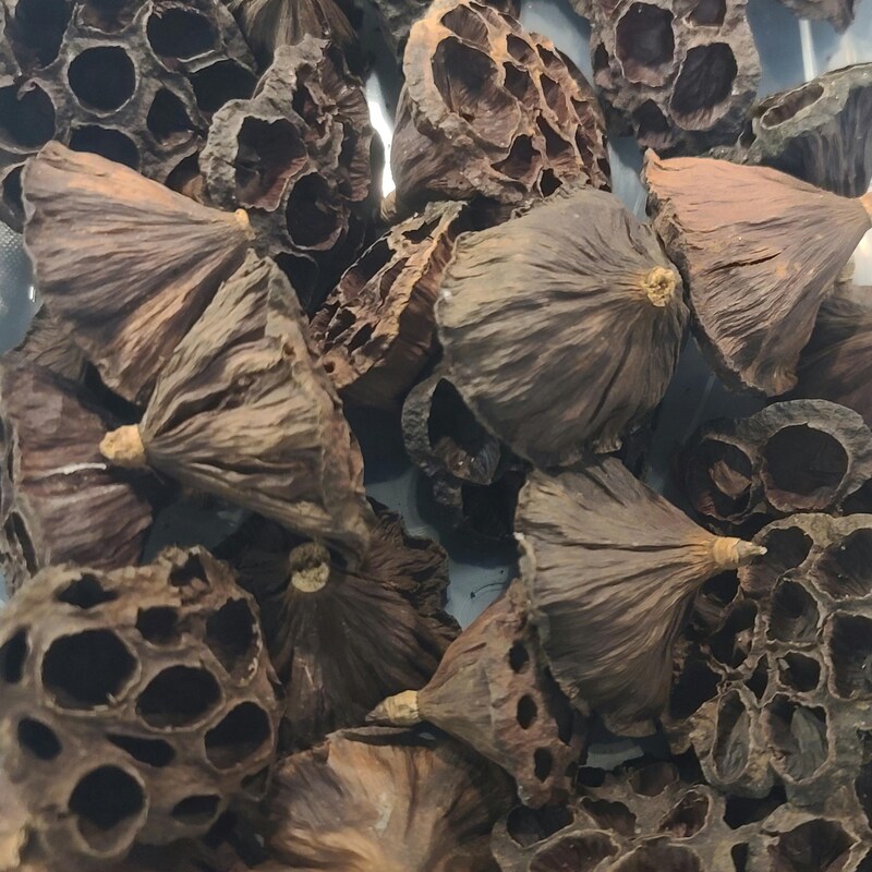 Lotus Pods - Etsy