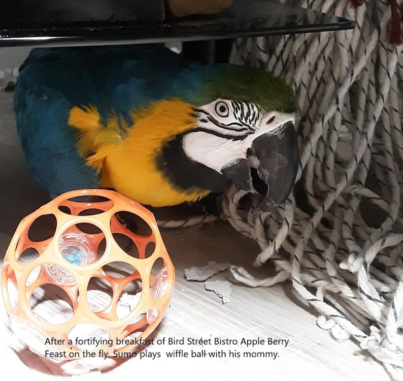 3 Blue and Gold Macaw Parrot Feathers/ 7" Long/you Receive These/cobalt ...