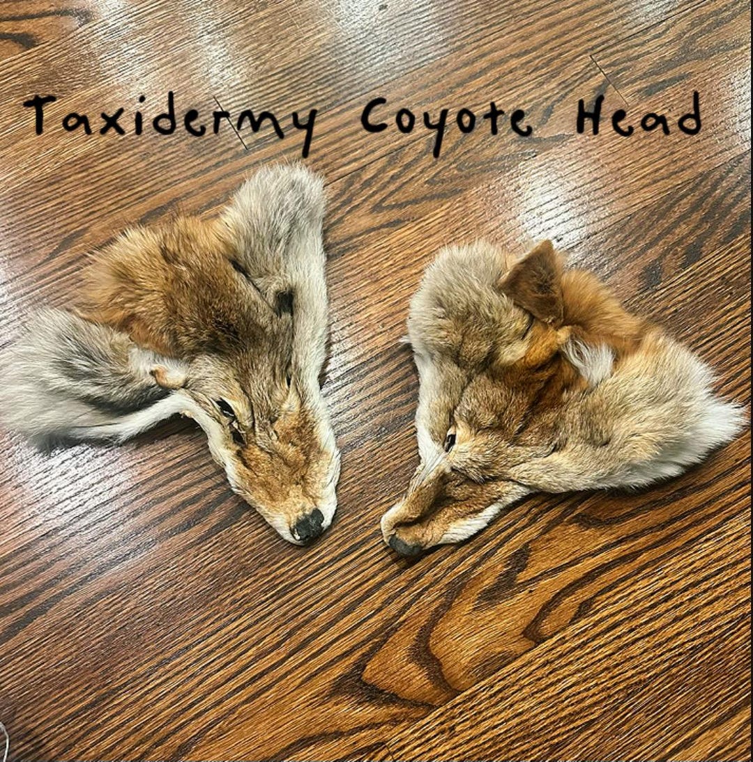 Tanned Taxidermy Coyote Faces - Etsy