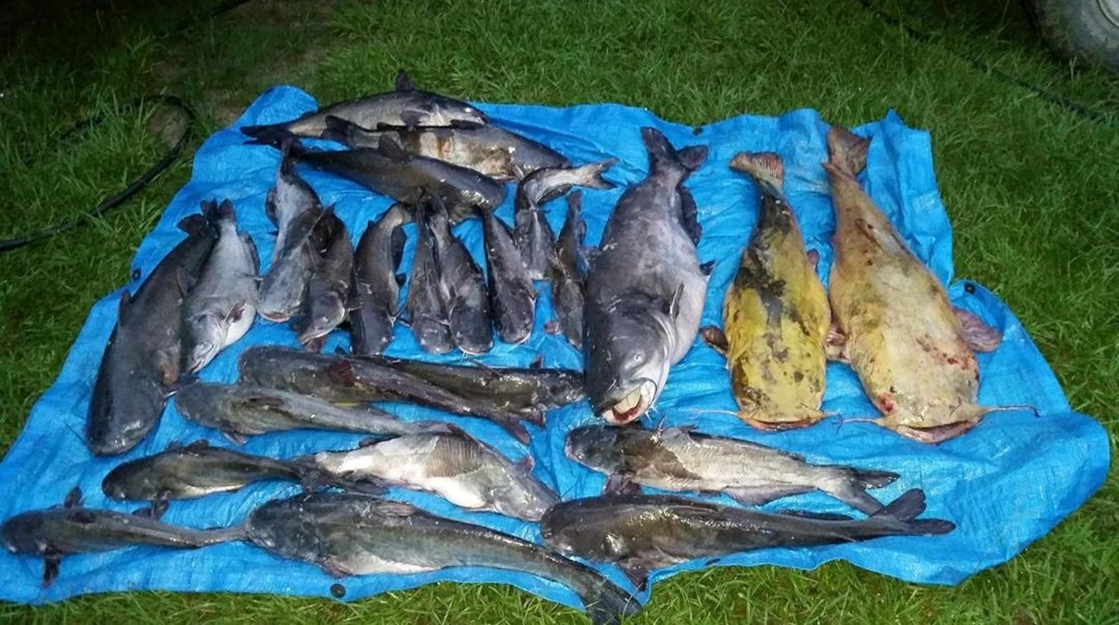 The Catfish Junkie - Stunner , Shocker Caller , Finder , Telephone ...