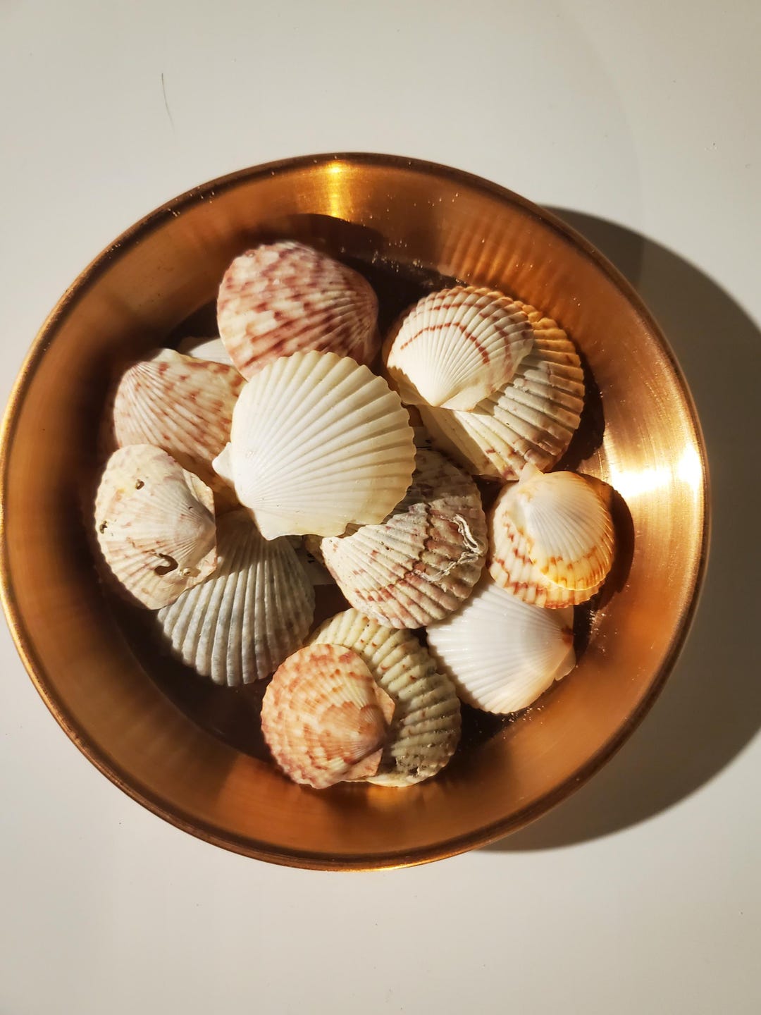 Natural Scallop Sea Shells - 2 Ounces - Etsy
