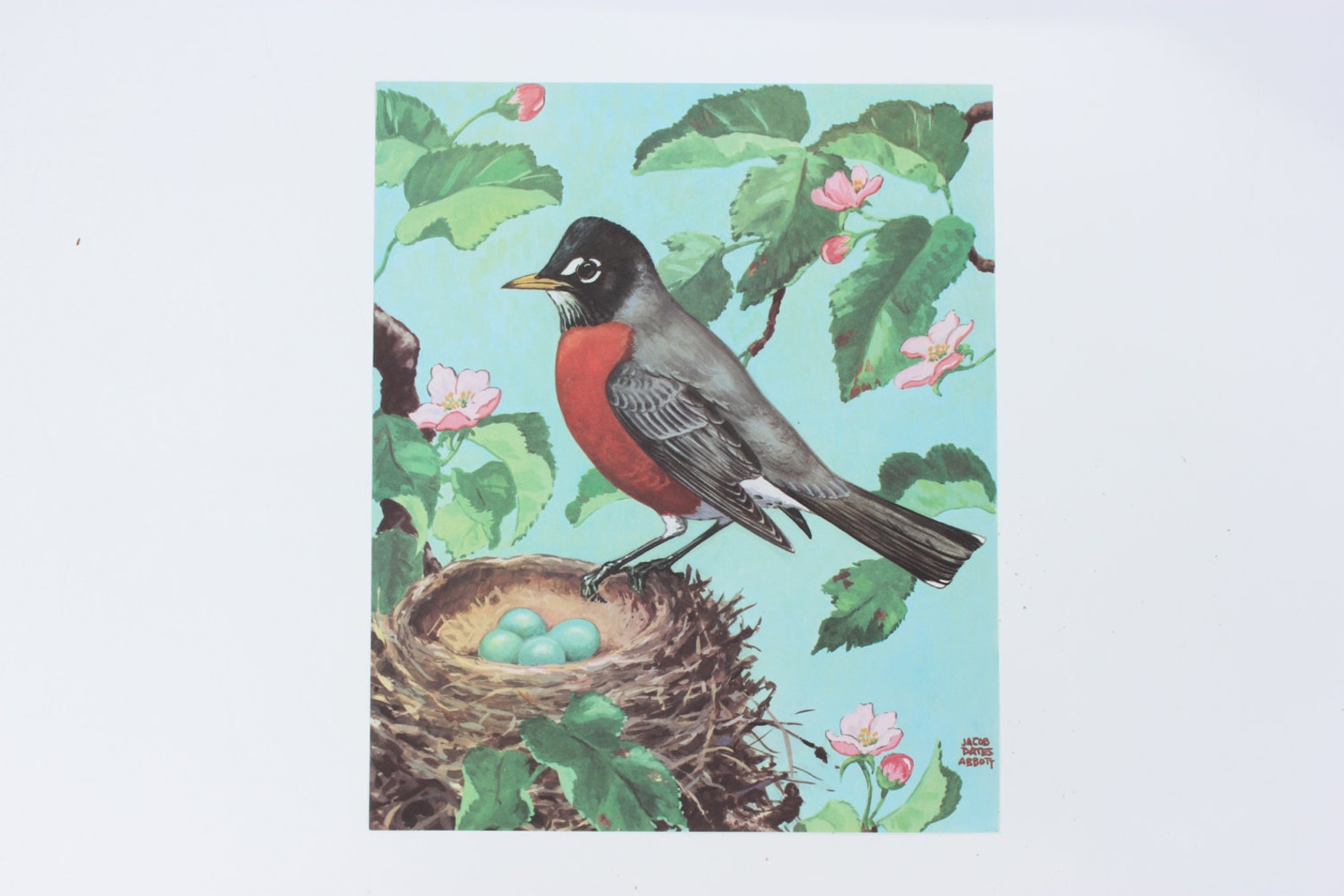 Birds at Home by Jacob Bates Abbott Set of 12 Lithograph | Etsy