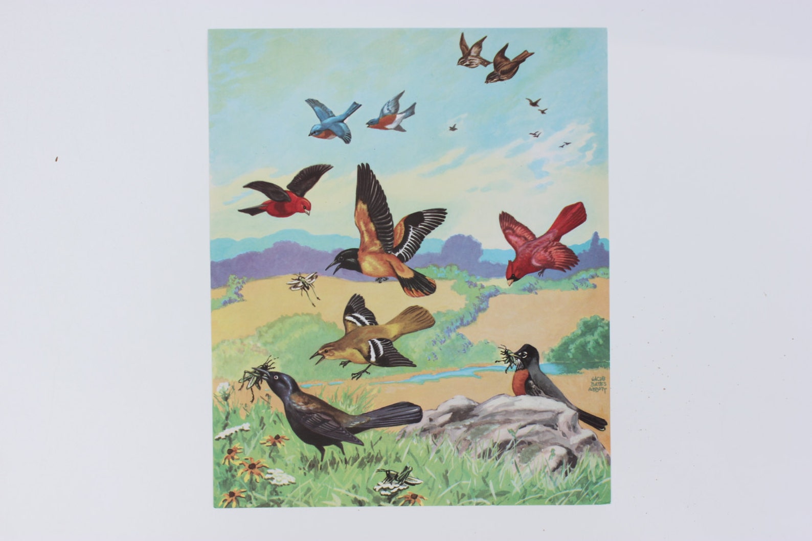 Birds at Home by Jacob Bates Abbott Set of 12 Lithograph | Etsy