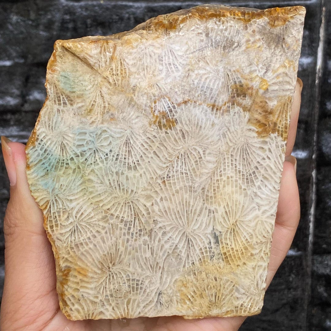 Fossil Coral Slab Unpolished 93x75x11mm, Natural Stone Display, Unique ...