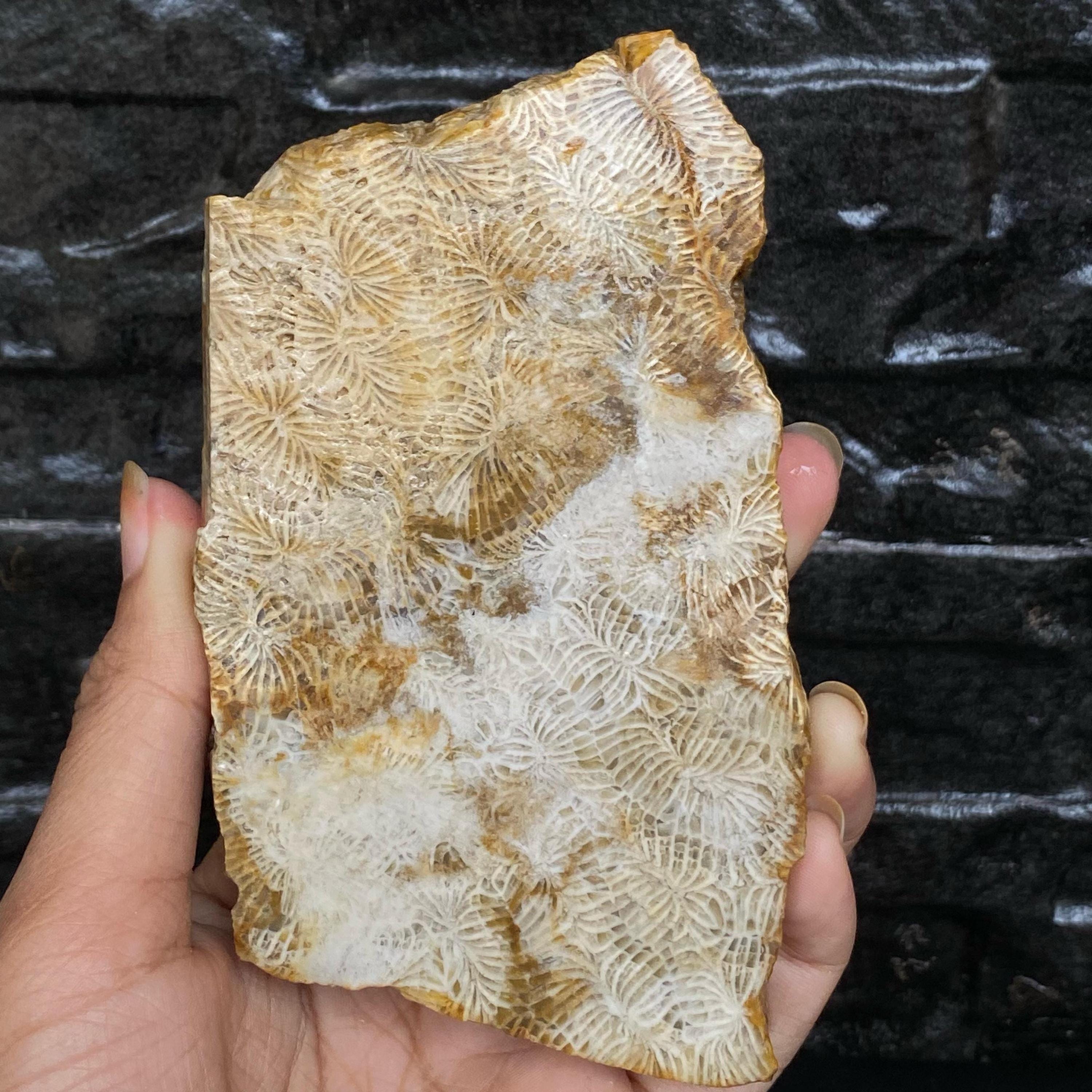 Fossil Coral Slab Unpolished 110 X 60 X 12 Mm | Natural Stone Decor ...