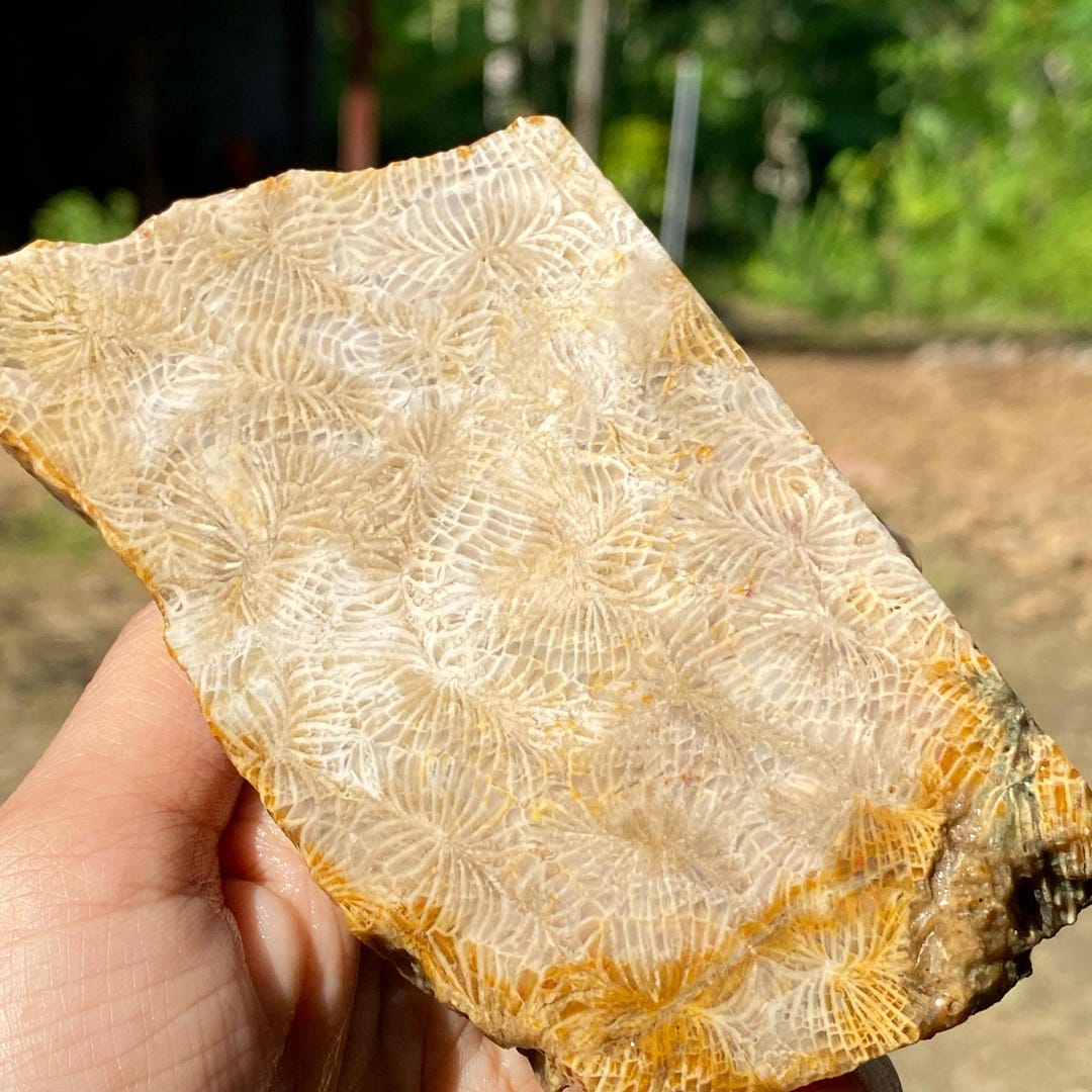 Fossilized Coral Slabs 100 X 60 X12 Mm. - Etsy
