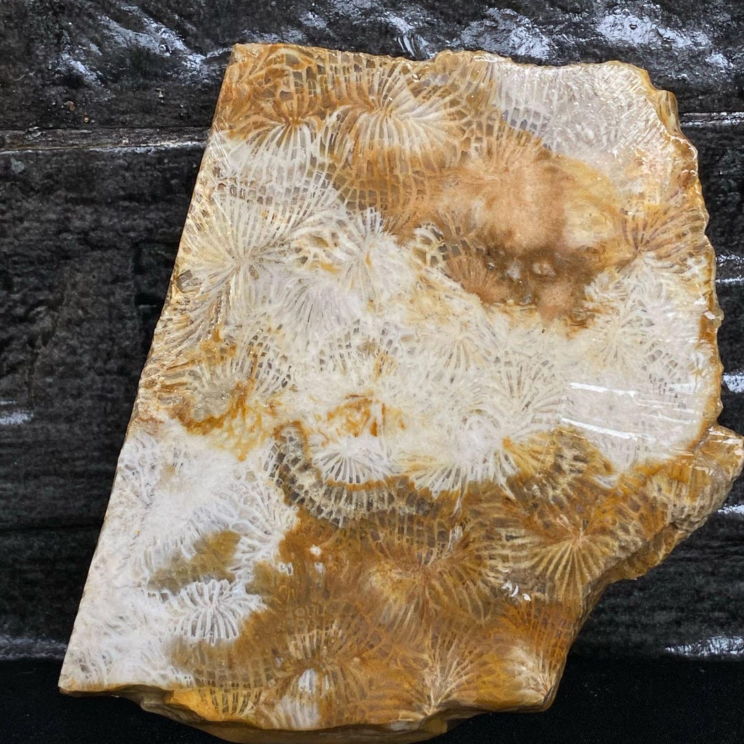 Fossil Coral Slab, High Quality 95x80x12mm, Natural Stone Decor, Unique ...