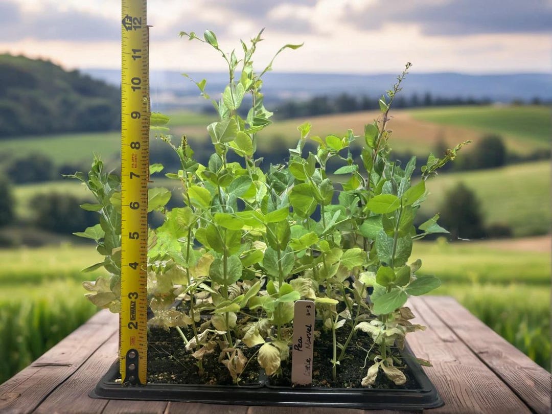 9 Live Pea Plants - Little Marvel Variety - Etsy