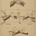Creation of Adam Patent Print | Michelangelo Poster | Classic Art Gift ...