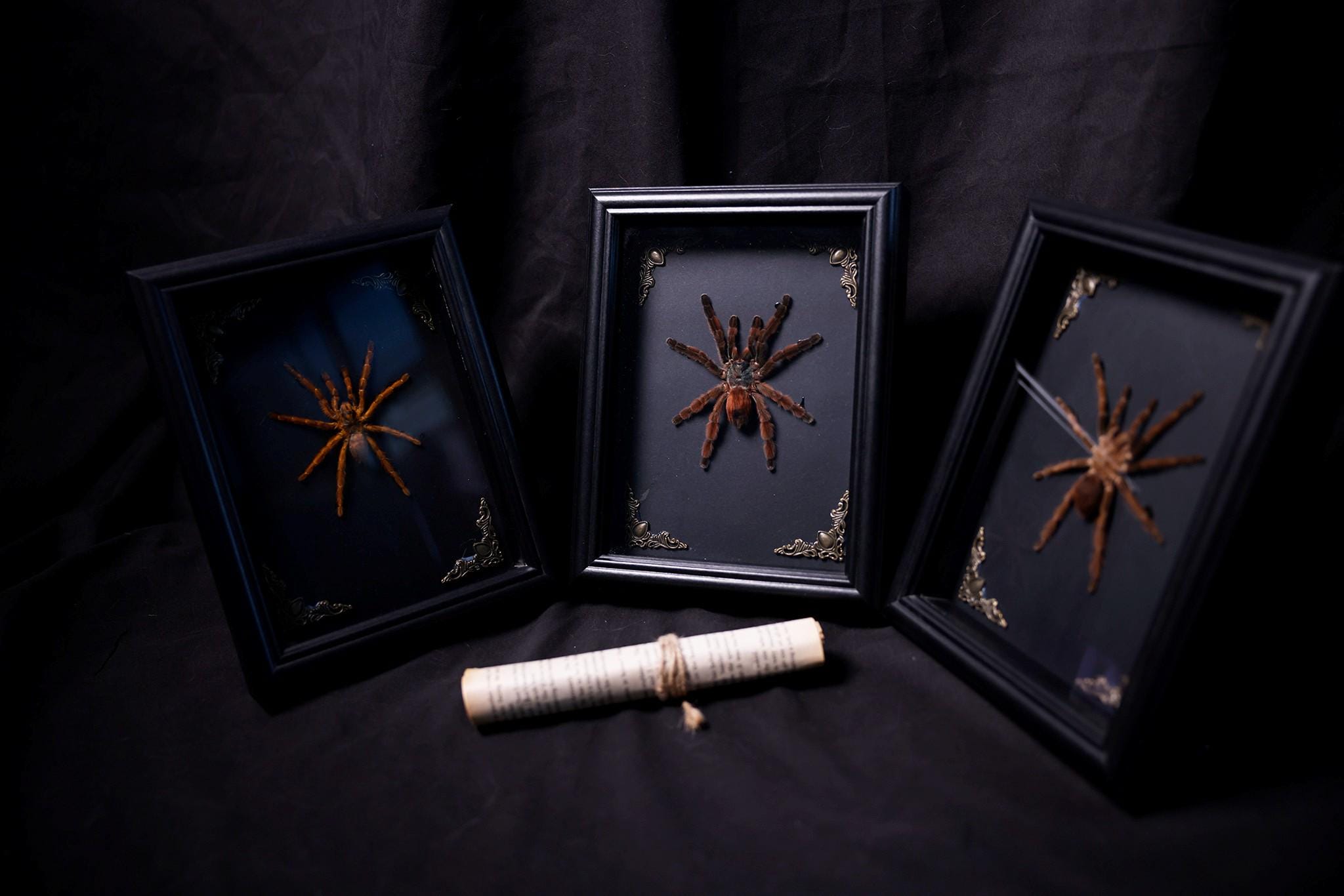 Antilles Pinktoe Tarantula – Framed Real Spider Specimen, Preserved ...