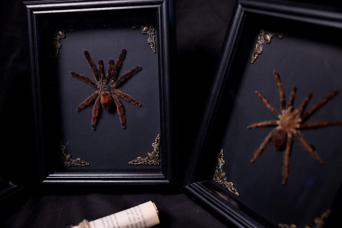 Antilles Pinktoe Tarantula – Framed Real Spider Specimen, Preserved ...