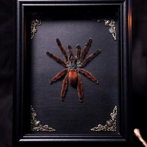Antilles Pinktoe Tarantula – Framed Real Spider Specimen, Preserved ...