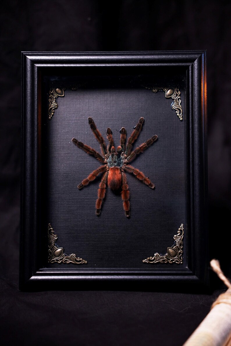 Antilles Pinktoe Tarantula – Framed Real Spider Specimen, Preserved ...